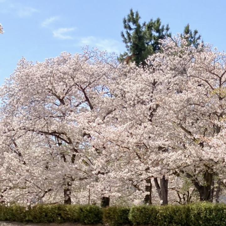 花を愛でる🌸🌸🌸🌸🌸桜の花🌸仄かに花の香〜〜 #のんきの母# ... | Mint87981 | PostPrime